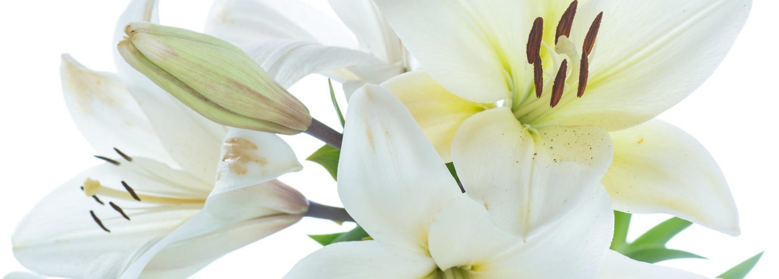 Non-Religious Funerals, Swindon - Hillier Funeral Service